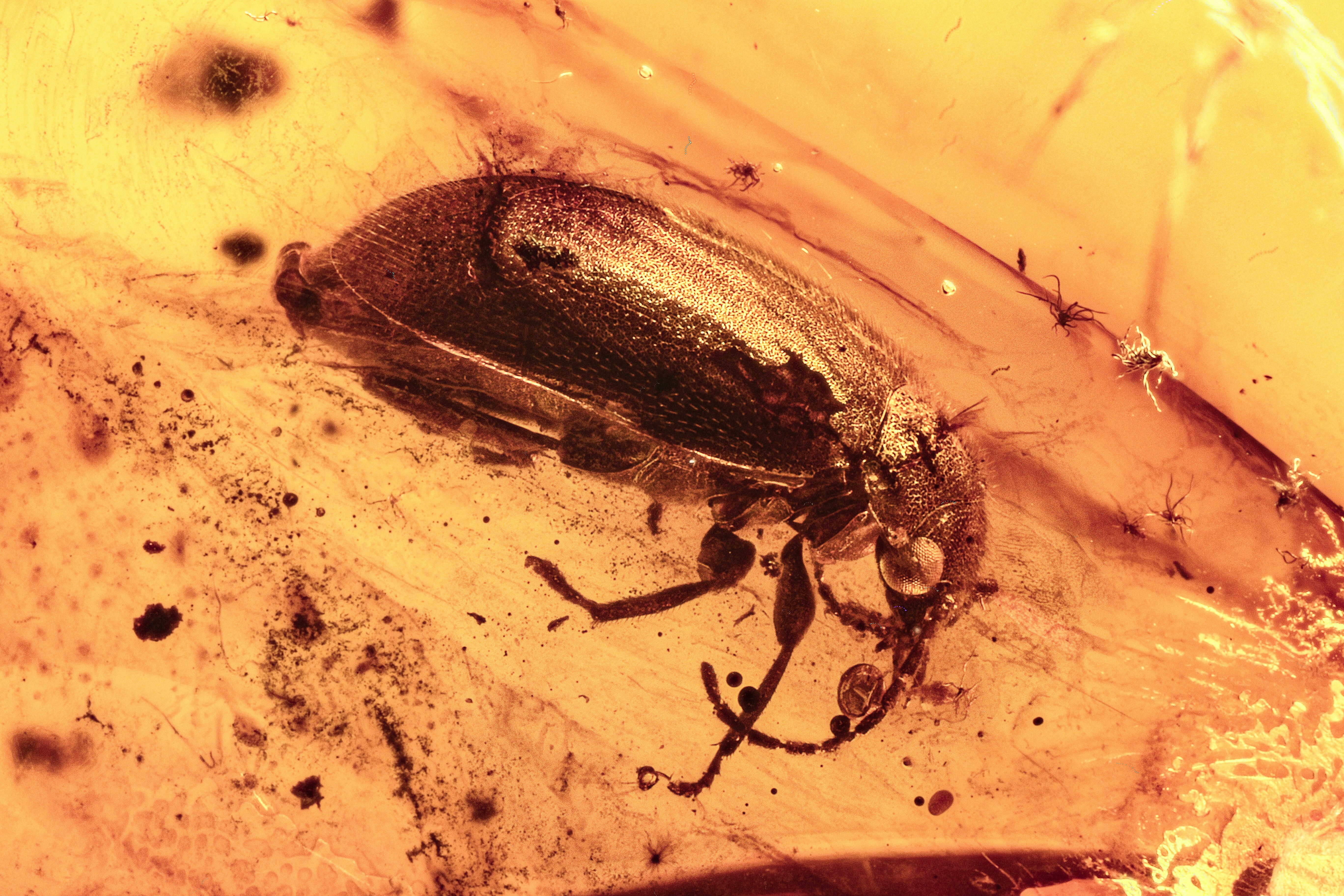 Detailed Fossil Marsh Beetle (Scirtidae) in Baltic Amber (#278860) For ...