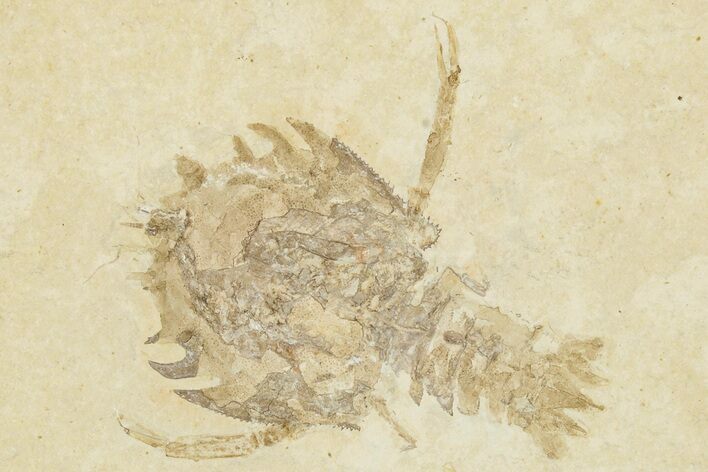 3.2" Fossil Decapod Crustacean (Eryon) - Solnhofen Limestone (#279047 ...