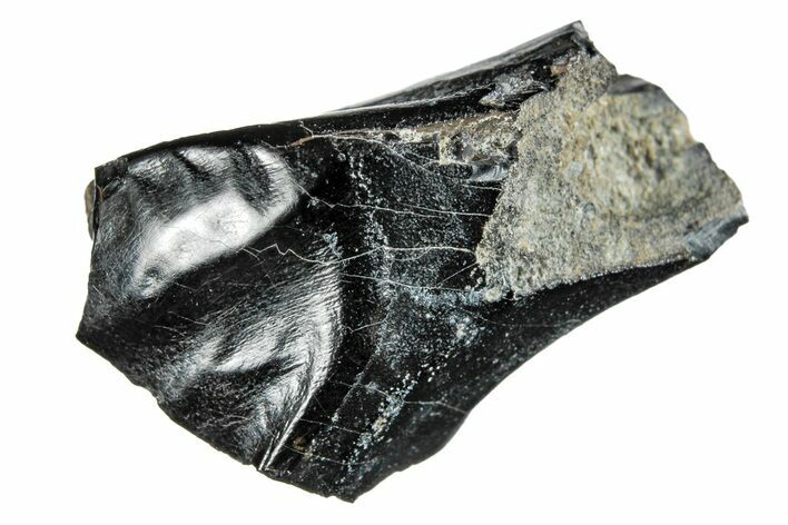 .9" Fossil Iguanodon (Mantellisaurus) Tooth - England (#279404) For ...