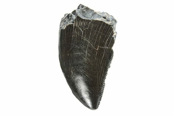Rare, .64" Serrated Fossil Theropod (Neovenator) Tooth - England ...