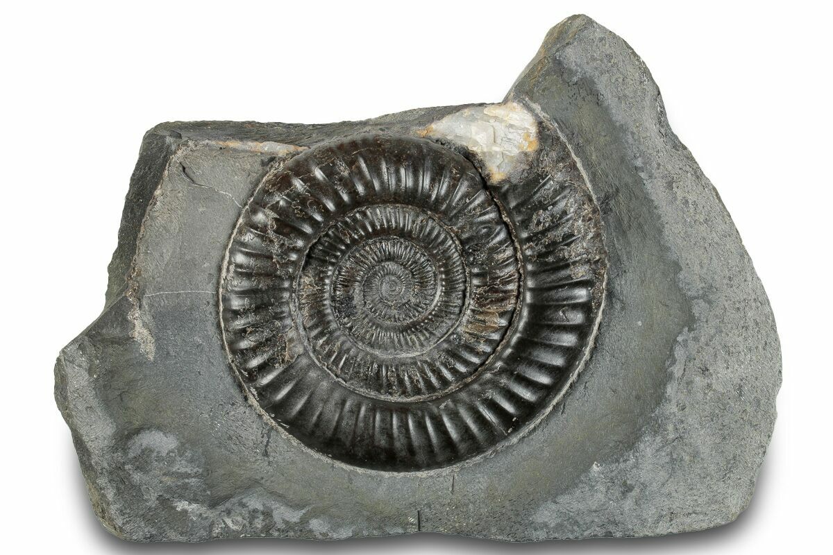 2.6" Jurassic Ammonite (Dactylioceras) Fossil - England (#279541) For ...