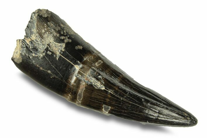 1.43" Fossil Goniopholidid Crocodile (Oweniasuchus) Tooth - England ...