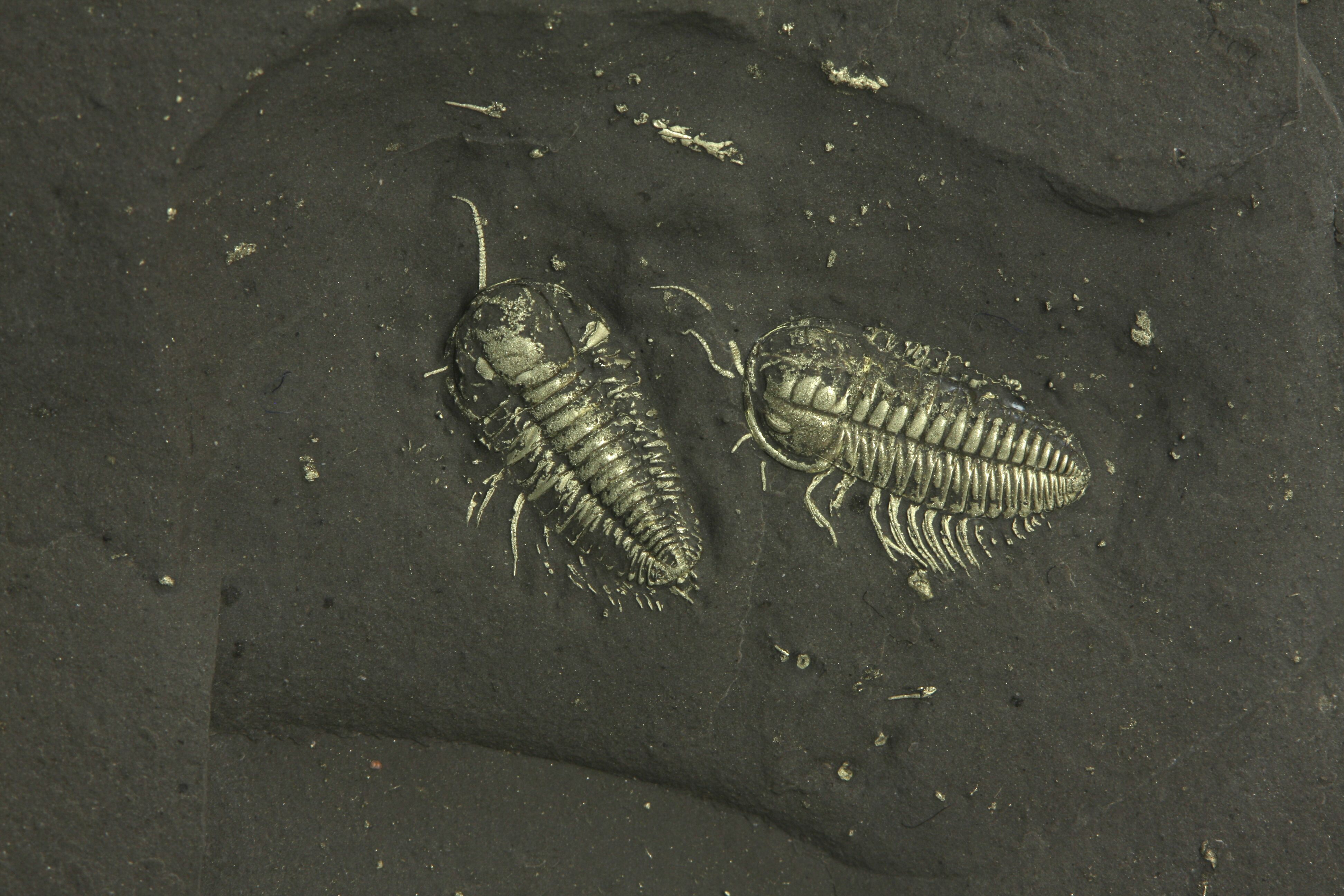 Two Pyritized Triarthrus Trilobites With Appendages - New York (#280088 ...