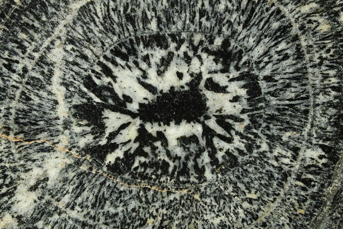 5.1" Polished Orbicular Granite Section - Western Australia (#279930 ...