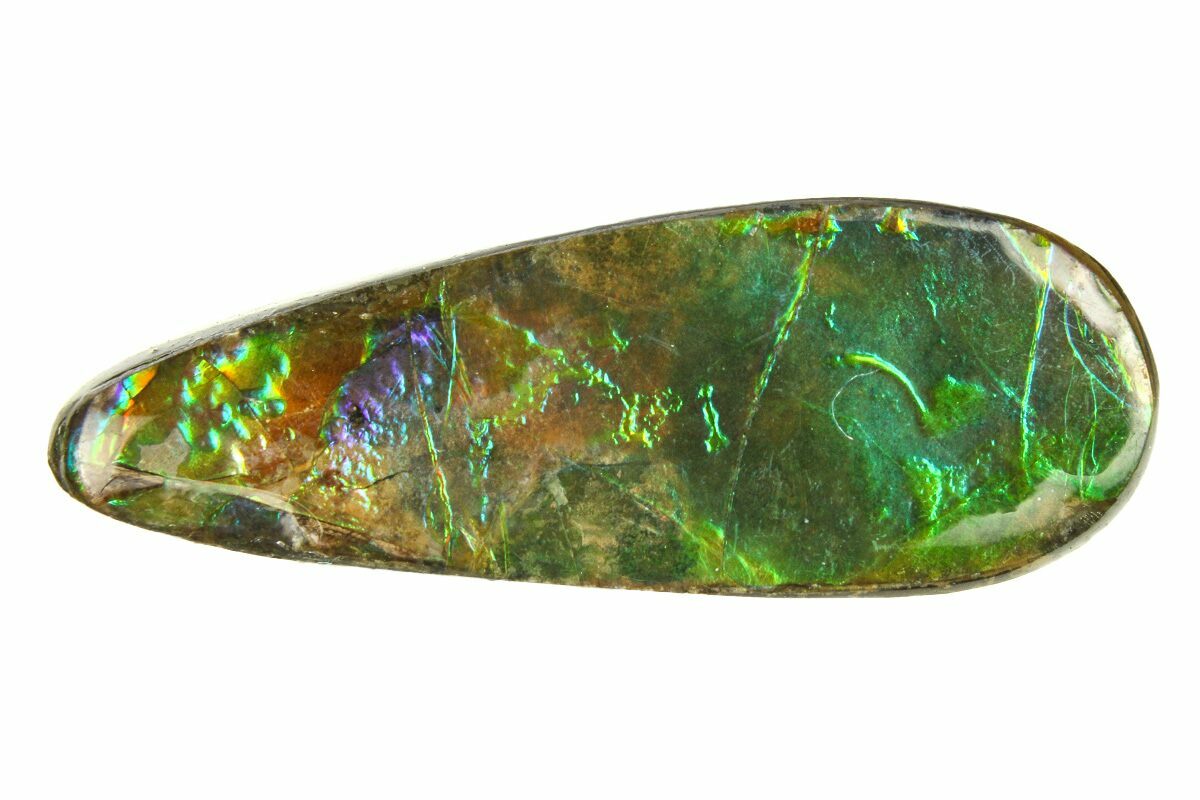 1.05" Iridescent Ammolite (Fossil Ammonite Shell) - Alberta (#279946 ...
