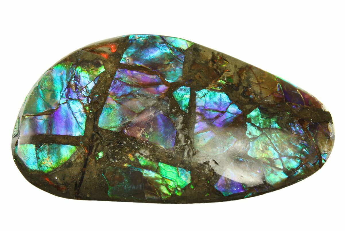 1.05" Iridescent Ammolite (Fossil Ammonite Shell) - Alberta (#279950 ...