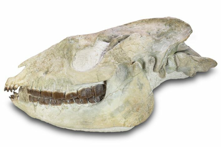 14" Fossil Running Rhino (Hyracodon) Skull - South Dakota (#280259) For ...