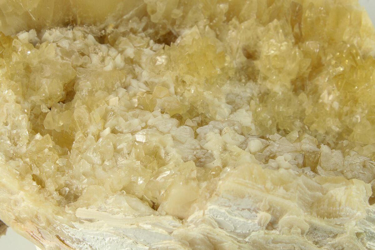 4.1" Fossil Clam (Mercenaria) With Fluorescent Calcite - Rucks Pit, FL ...