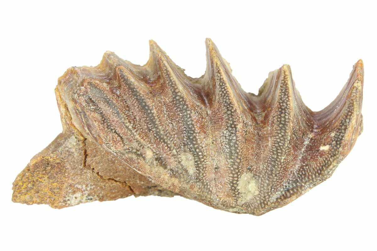 1.4" Cretaceous Lungfish (Ceratodus) Tooth Plate - Morocco (#280584 ...