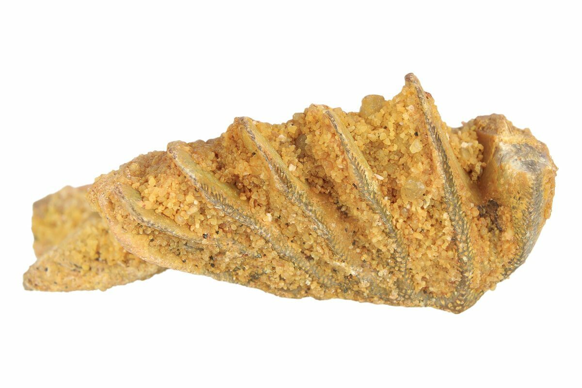 1.2" Cretaceous Lungfish (Ceratodus) Tooth Plate - Morocco (#280594 ...