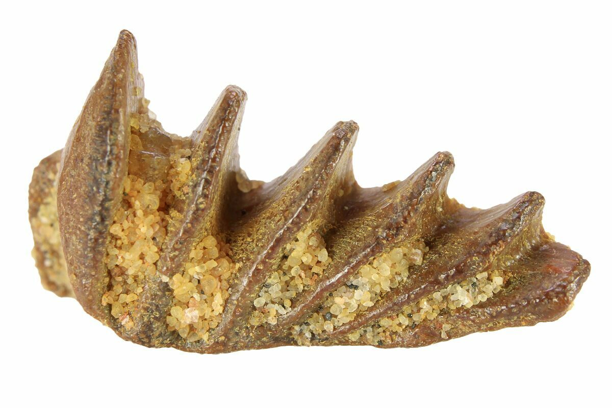 .7" Cretaceous Lungfish (Ceratodus) Tooth Plate - Morocco (#280608) For ...