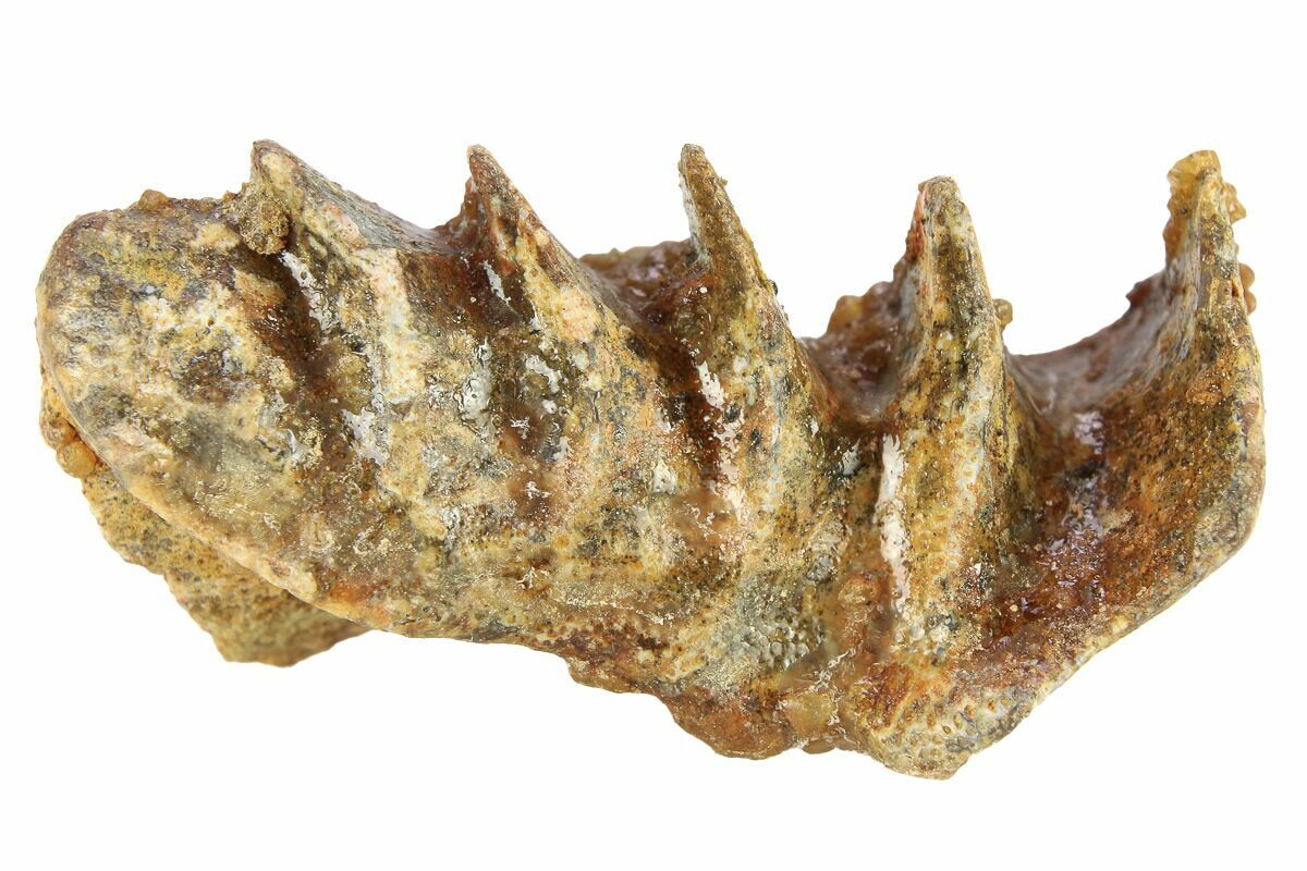 1.15" Cretaceous Lungfish (Ceratodus) Tooth Plate - Morocco (#280613 ...