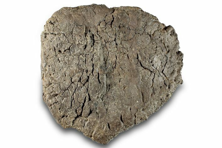 5.3" Fossil Ankylosaur Scute - Montana (#281007) For Sale - FossilEra.com
