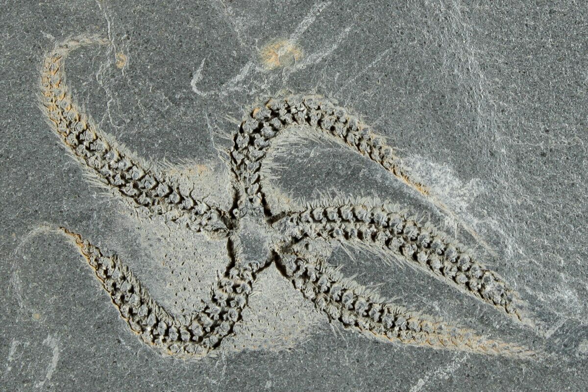 1.15" Ordovician Brittle Star (Ophiura) - Morocco (#281026) For Sale ...
