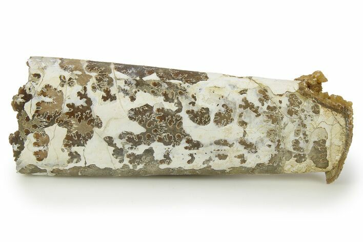 3.7" Fossil Cephalopod (Baculites) - South Dakota (#280905) For Sale ...