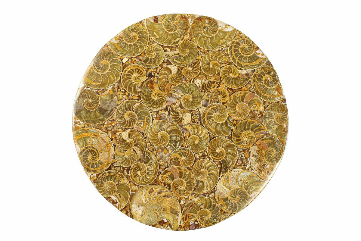 8" Composite Plate Of Agatized Ammonite Fossils (#280963) For Sale ...