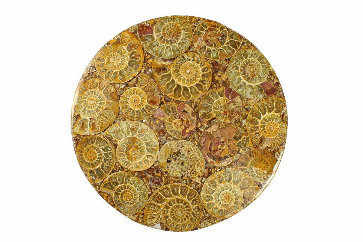 8" Composite Plate Of Agatized Ammonite Fossils (#280971) For Sale ...