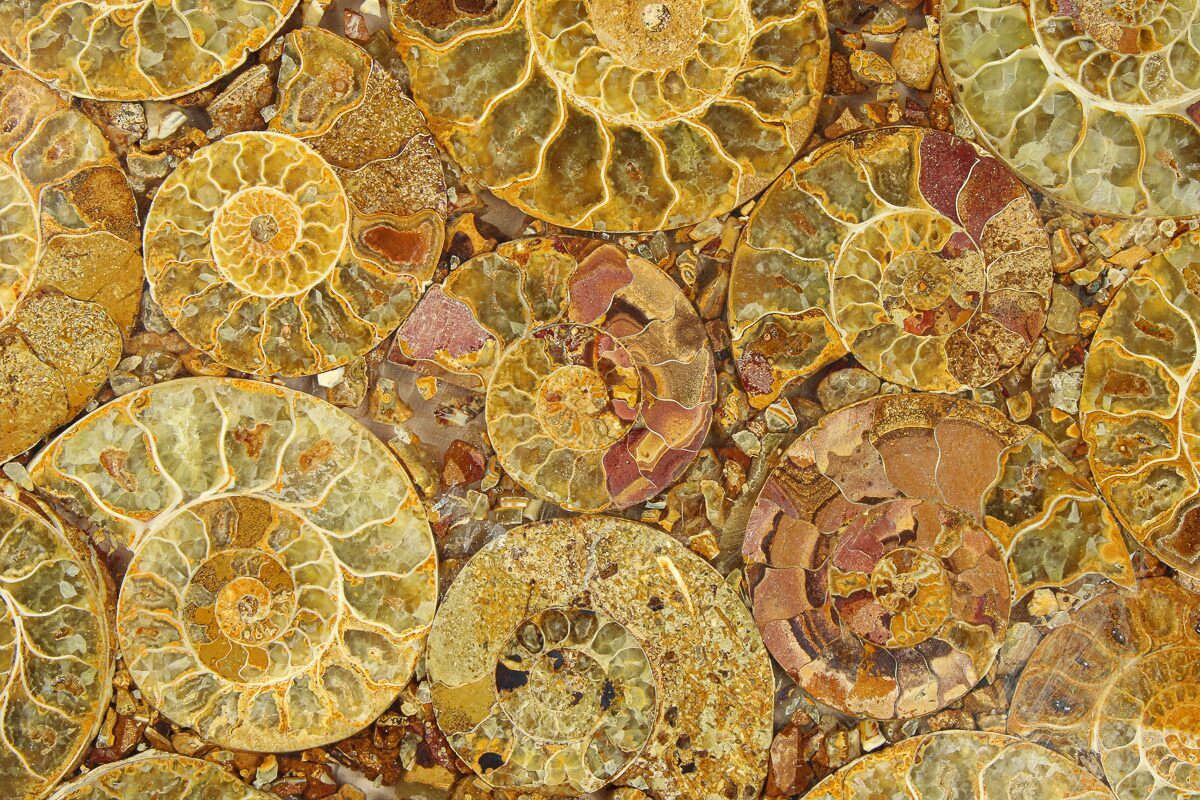 8" Composite Plate Of Agatized Ammonite Fossils (#280971) For Sale ...