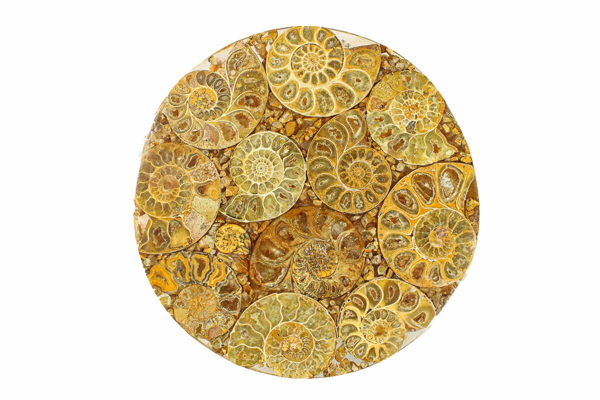 8" Composite Plate Of Agatized Ammonite Fossils (#280984) For Sale ...