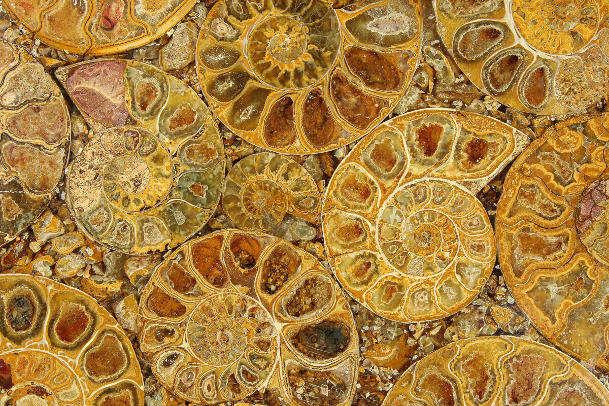 8" Composite Plate Of Agatized Ammonite Fossils (#280989) For Sale ...