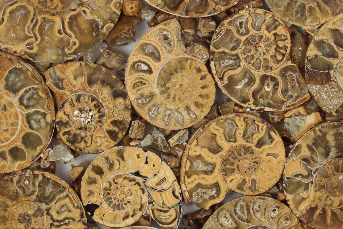 4.5" Composite Plate Of Agatized Ammonite Fossils (#281934) For Sale ...