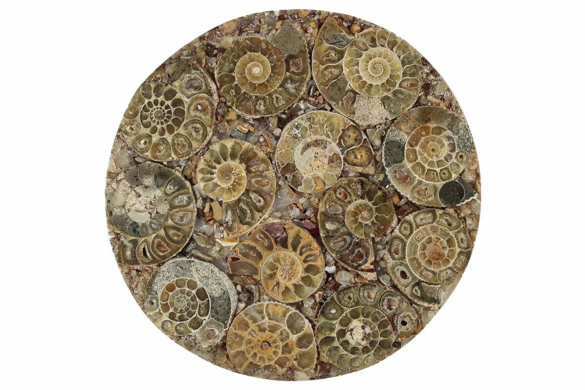4.5" Composite Plate Of Agatized Ammonite Fossils (#281935) For Sale ...