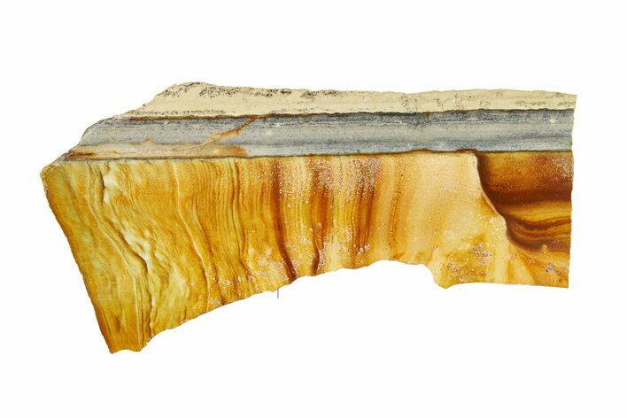 5" Polished Golden Picture Jasper Section - Nevada (#281712) For Sale ...