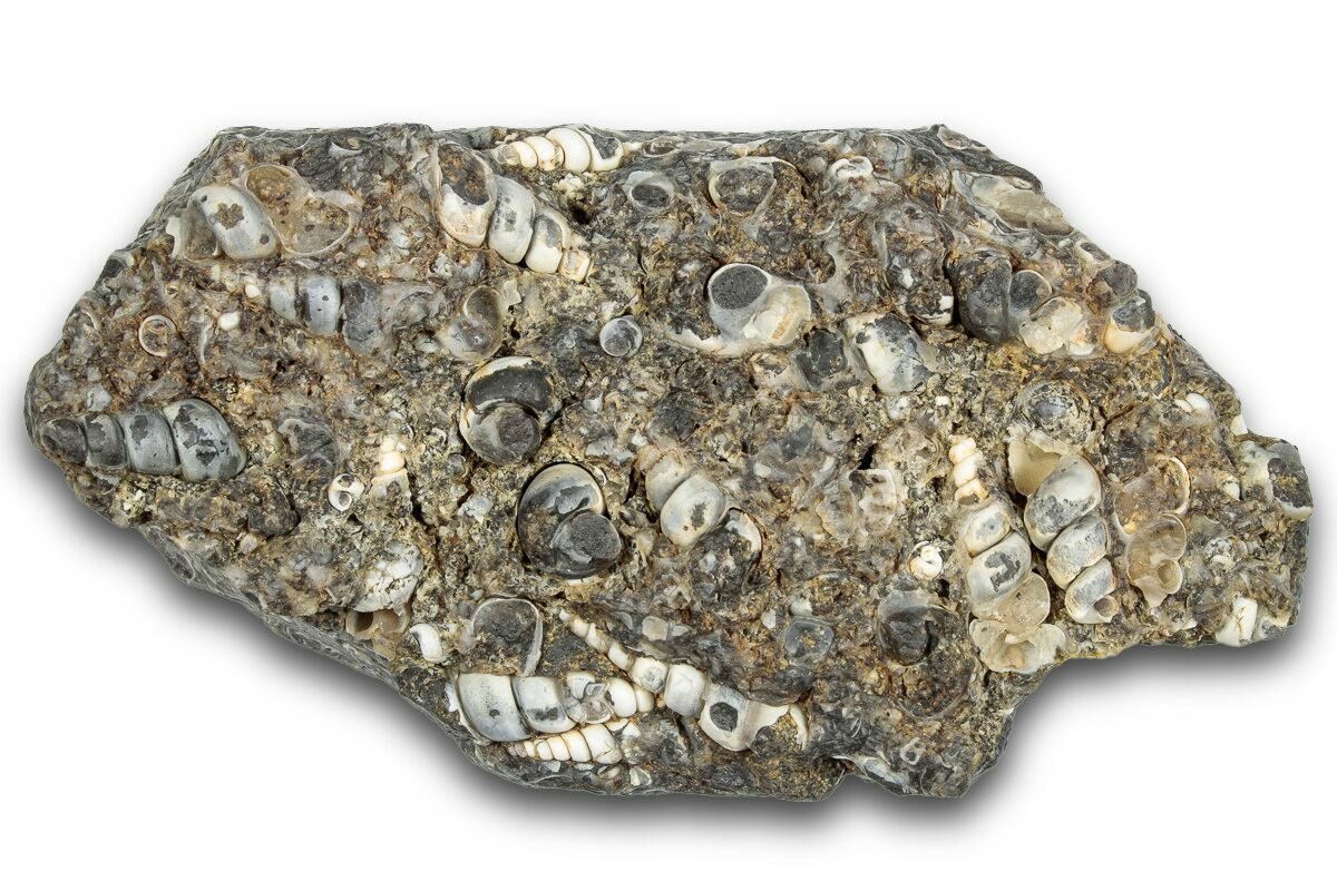 4.05" Fossil Freshwater Snails (Elimia) In Limestone - Wyoming (#282172 ...