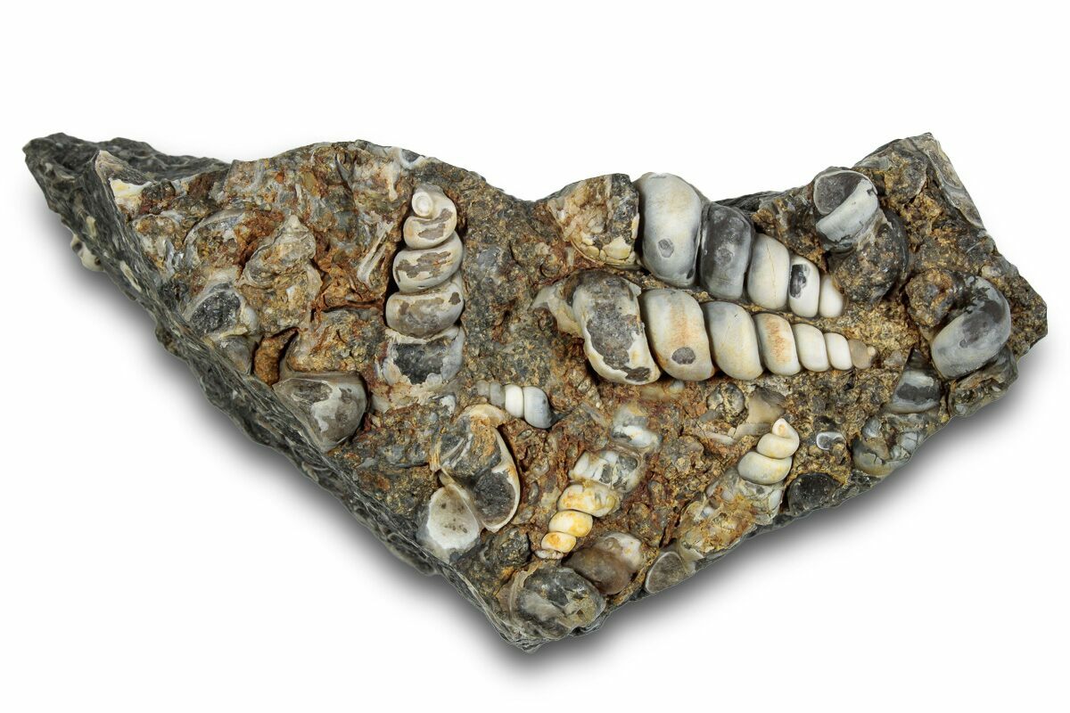 3.6" Fossil Freshwater Snails (Elimia) In Limestone - Wyoming (#282183 ...