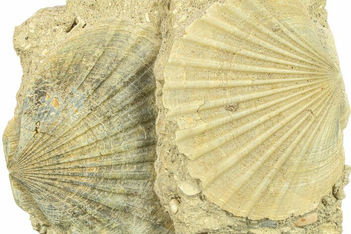 5.05" Fossil Pecten (Scallops) Cluster - Gironde, France (#282686) For ...