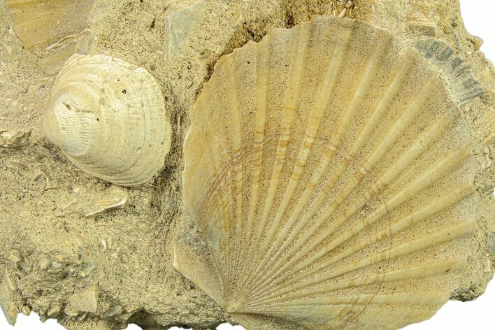 4.65" Fossil Pecten (Scallops) Cluster - Gironde, France (#282687) For ...
