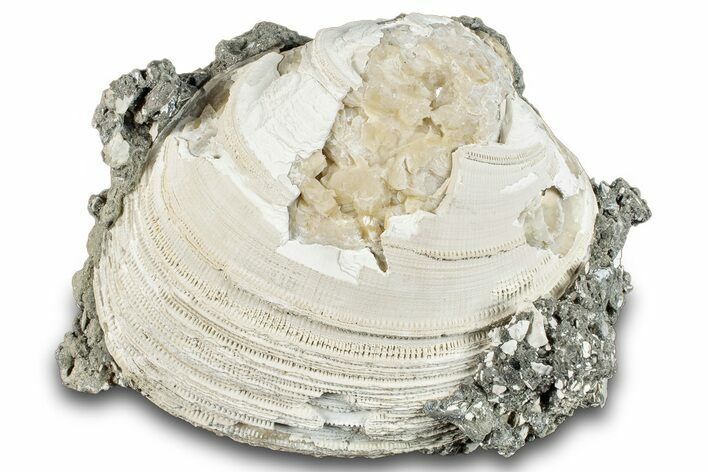 4.2" Fossil Clam (Mercenaria) - Rucks Pit, FL (#280491) For Sale ...
