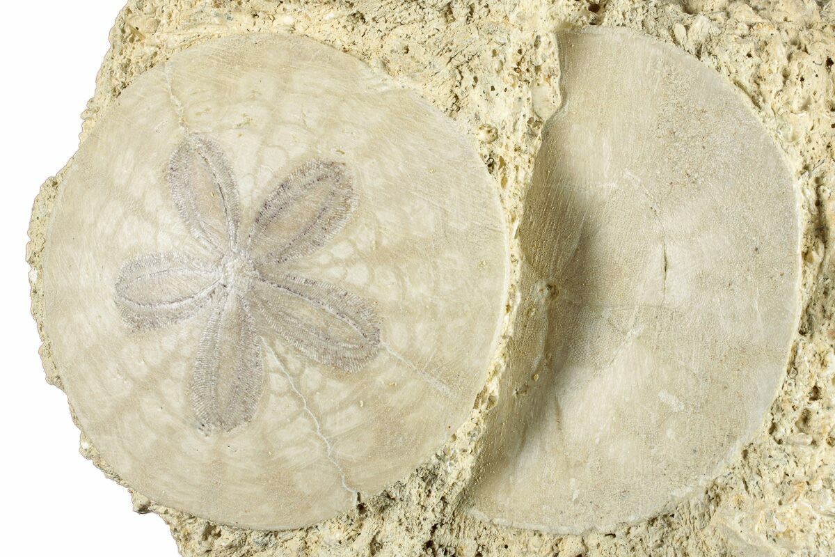 Two Fossil Sand Dollars - France (#282926) For Sale - FossilEra.com
