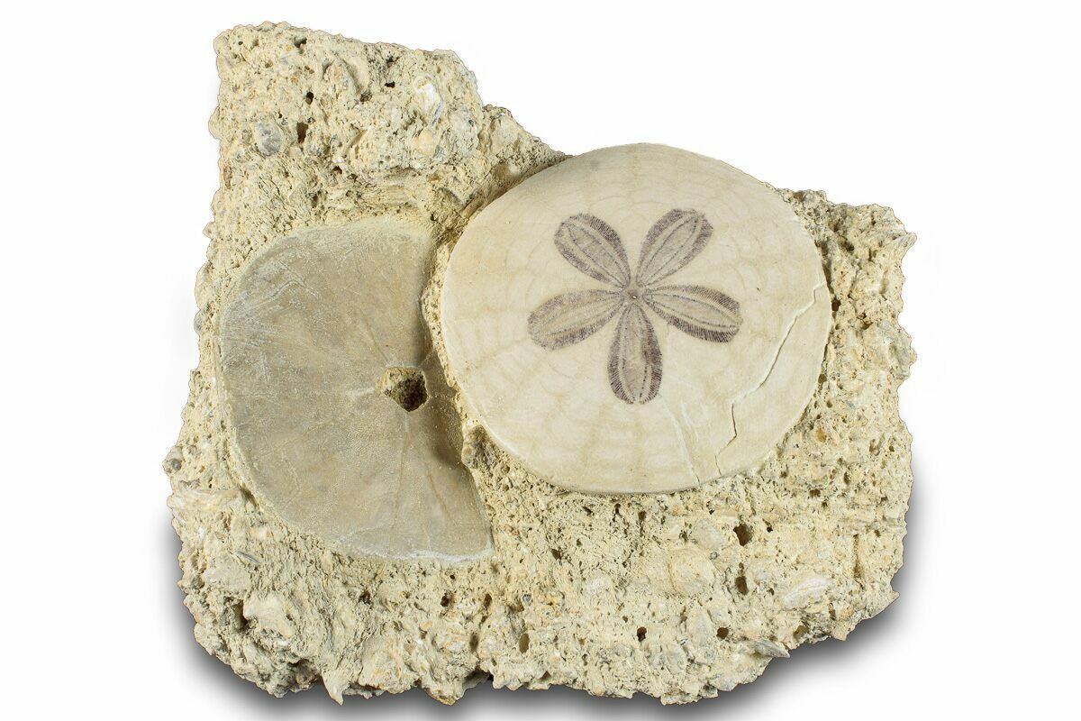 Two Fossil Sand Dollars - France (#282929) For Sale - FossilEra.com