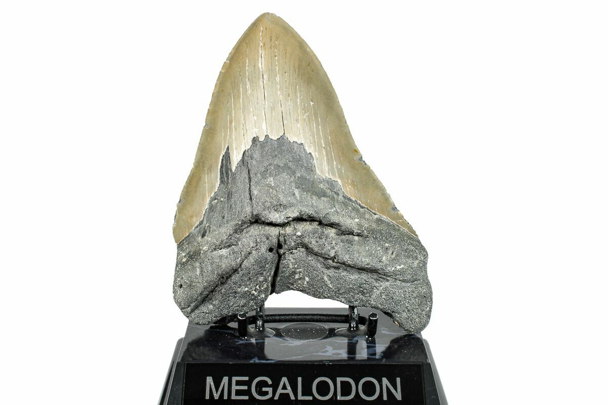 Serrated, 5.71" Fossil Megalodon Tooth - Huge NC Meg (#275544) For Sale ...