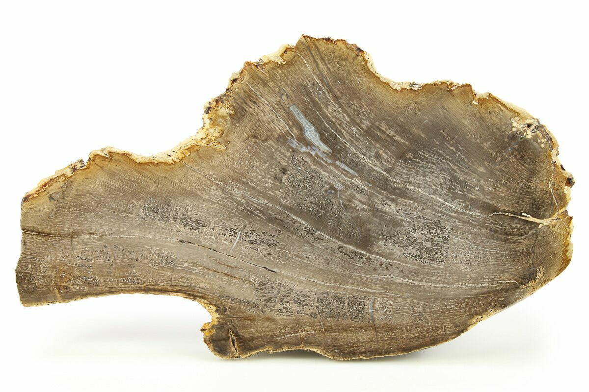 7" Devonian Petrified Wood From Oklahoma - Oldest True Wood (#283947 ...