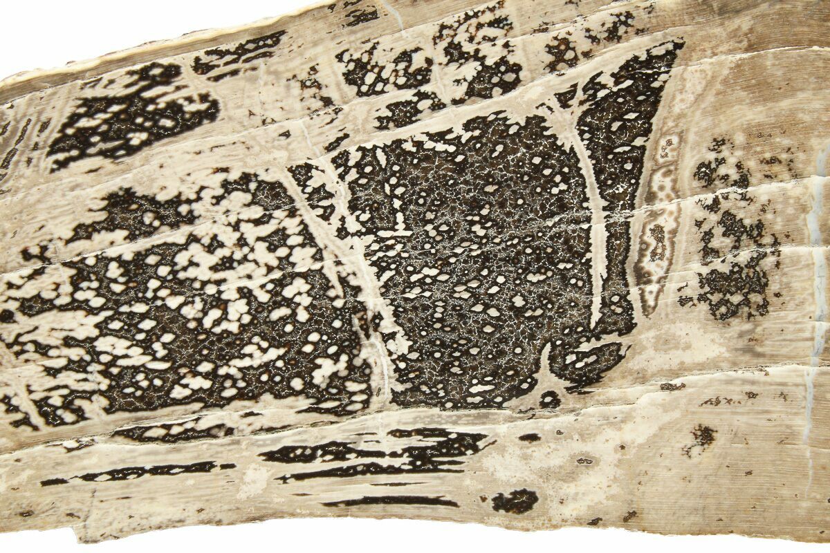 6.6" Devonian Petrified Wood From Oklahoma - Oldest True Wood (#283951 ...