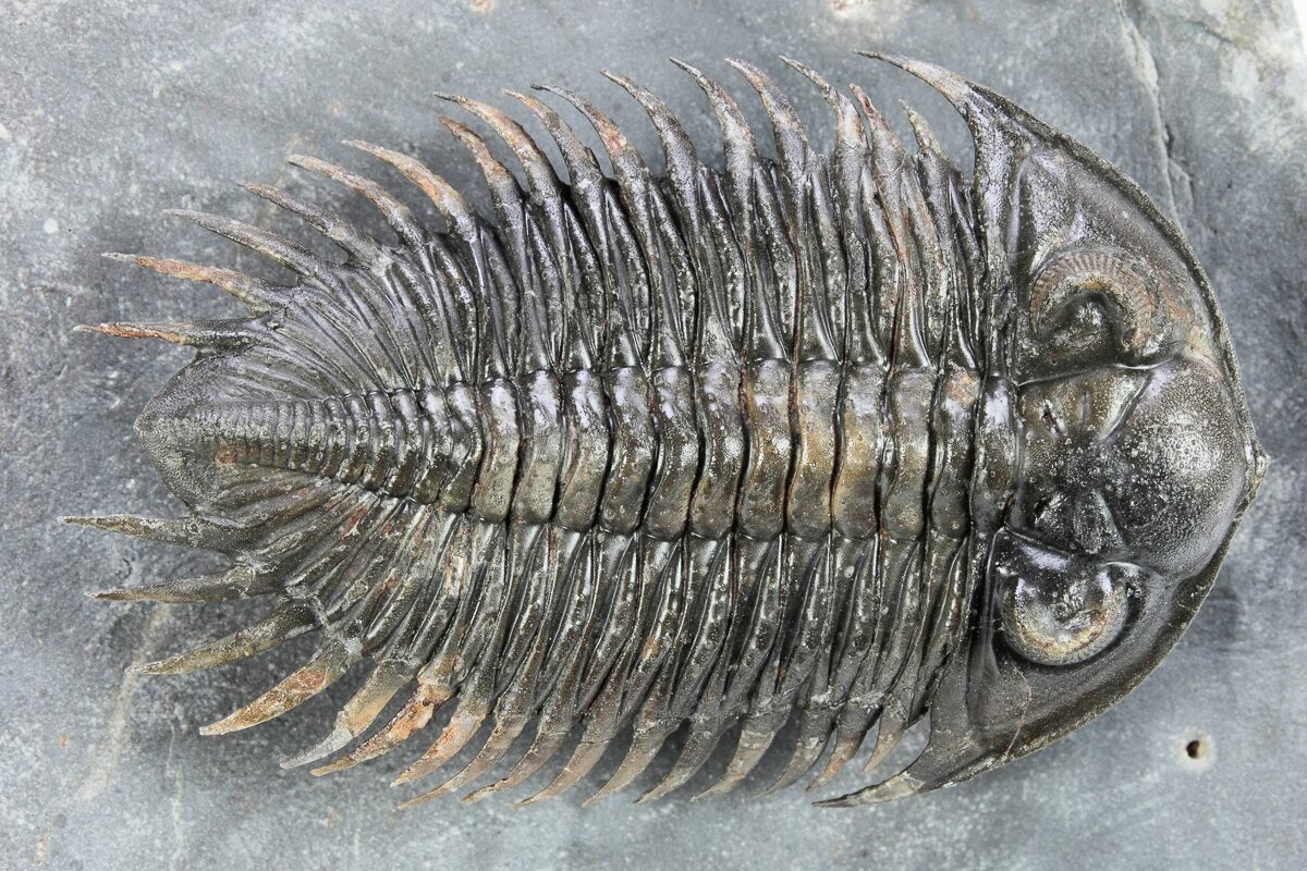 2.3" Rare Treveropyge Berbera Trilobite - Exceptional Specimen (#283970 ...