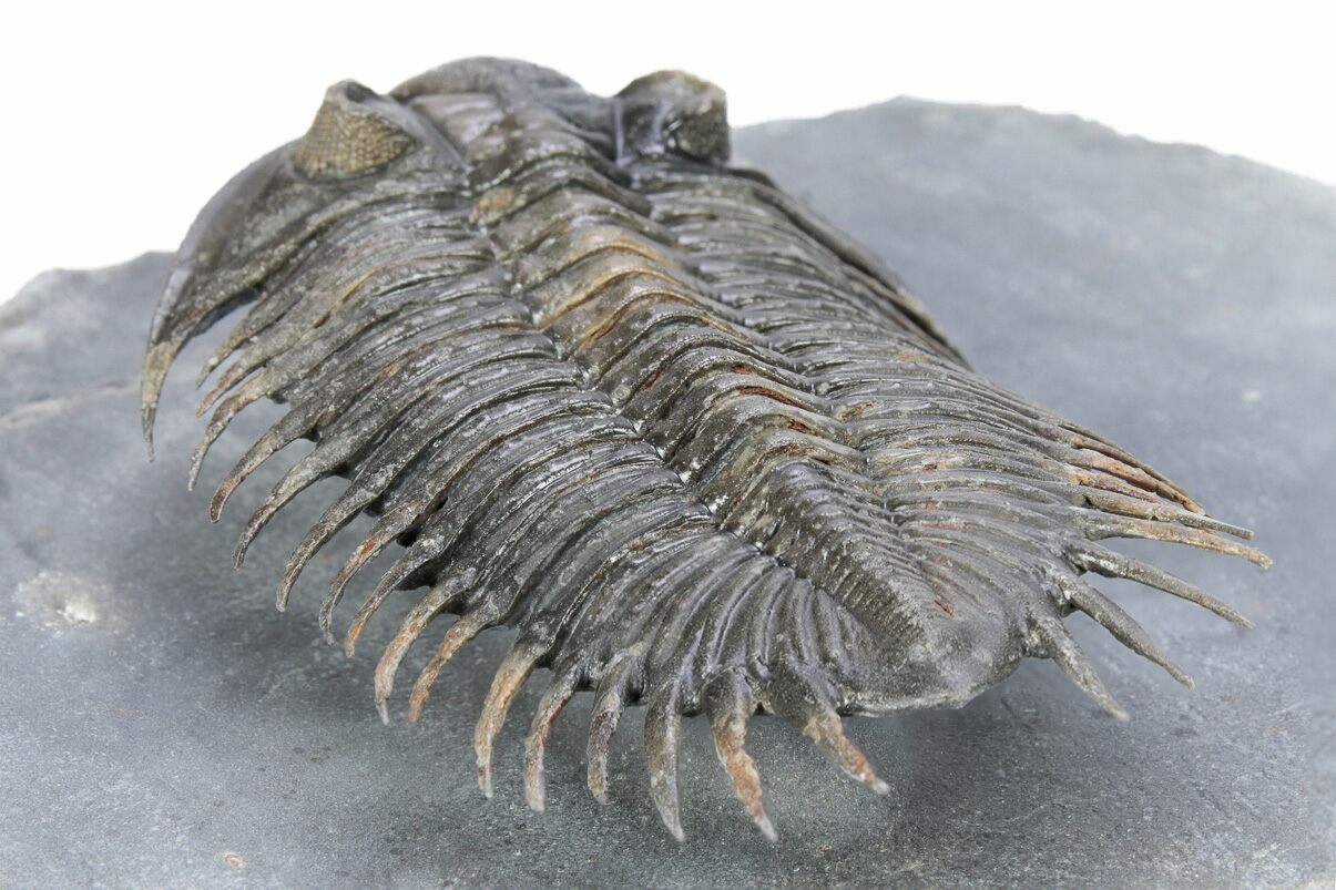 2.3" Rare Treveropyge Berbera Trilobite - Exceptional Specimen (#283970 ...