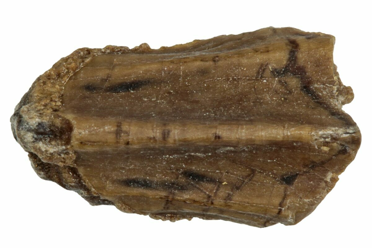 .42" Fossil Hadrosaur (Edmontosaurus) Shed Tooth - Wyoming (#284142 ...