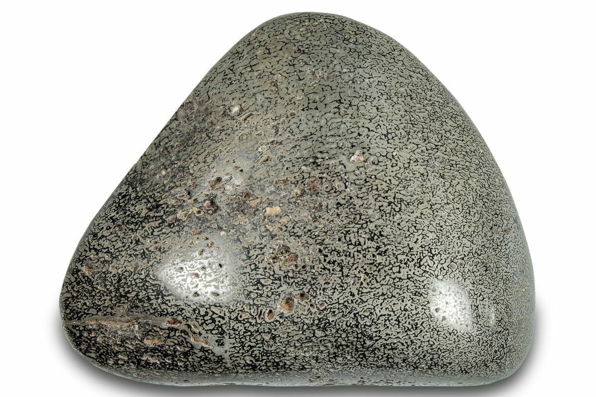 2.7" Pyritized, Polished Iguanodon Bone - Isle Of Wight (#284219) For ...