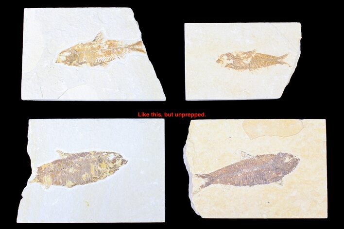 Lot: Unprepped Green River Fossil Fish - 3 Pieces (#284512) For Sale ...