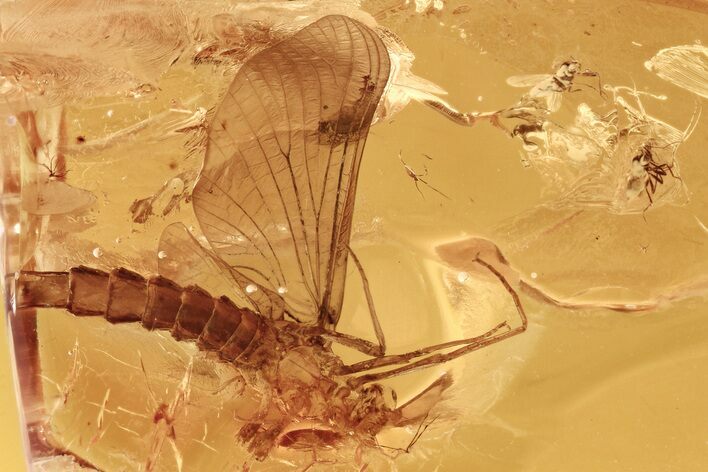 Partial Fossil Mayfly and Two True Midges In Baltic Amber (#284564) For ...