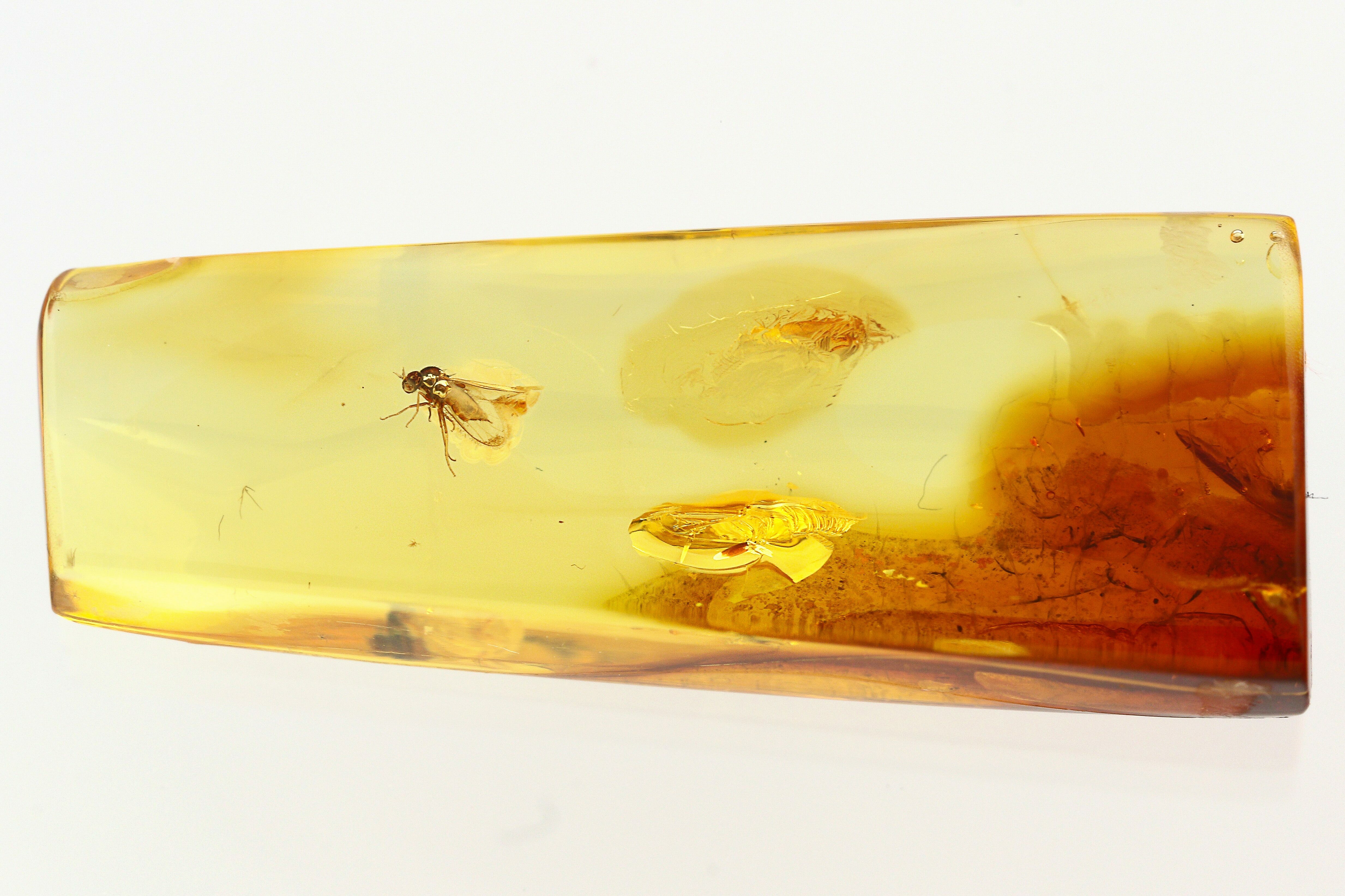 Detailed Fossil Dagger Fly (Empididae) In Baltic Amber (#284571) For ...