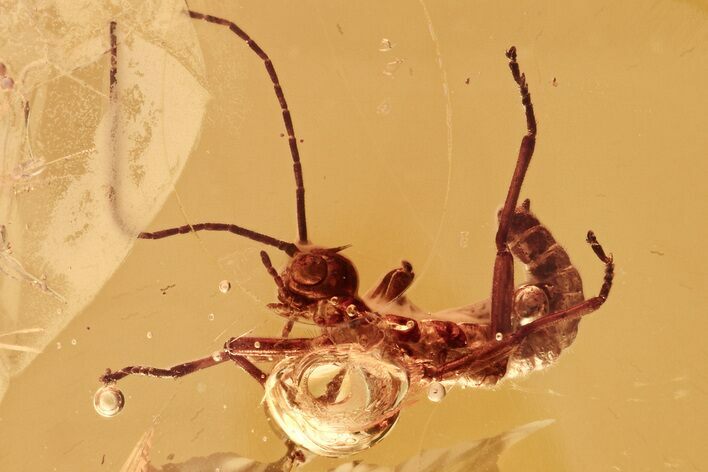 Fossil Walking Stick (Phasmatodea) In Baltic Amber - Rare Inclusion ...