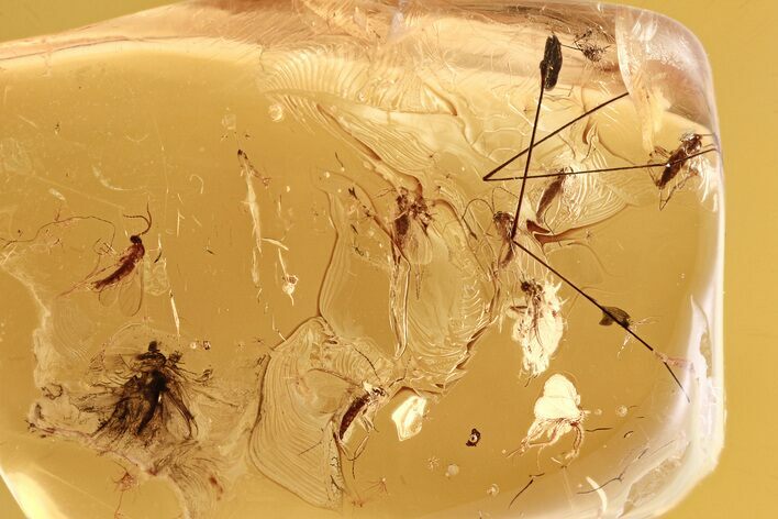 Fossil Dark-Winged Fungus Gnat Swarm (Sciaridae) In Baltic Amber ...
