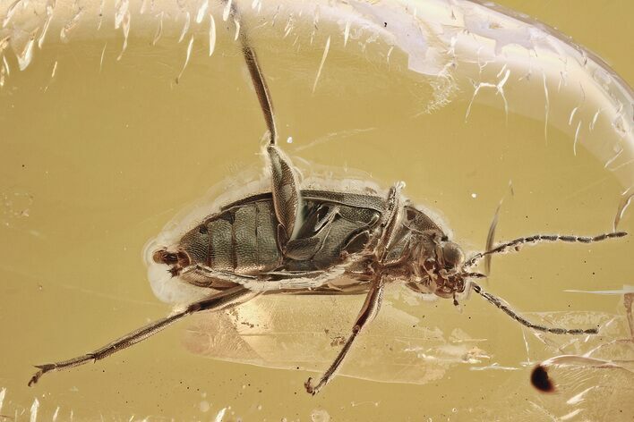 Detailed Fossil Marsh Beetle (Elodes) in Baltic Amber (#284709) For ...