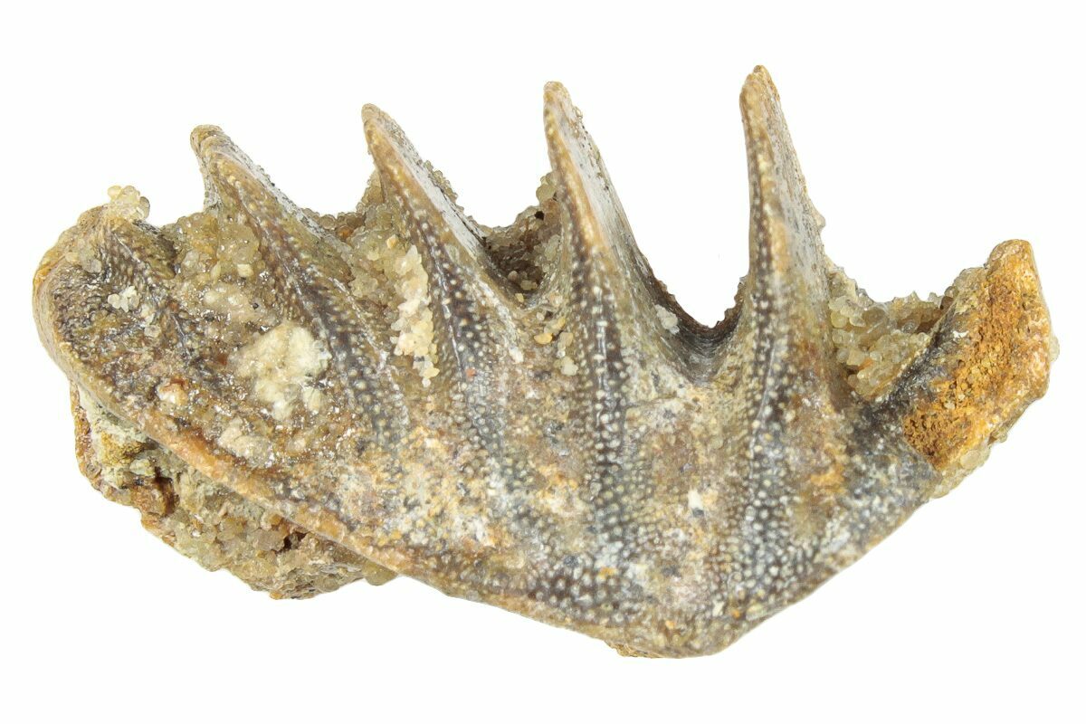 .95" Cretaceous Lungfish (Ceratodus) Tooth Plate - Morocco (#285256 ...