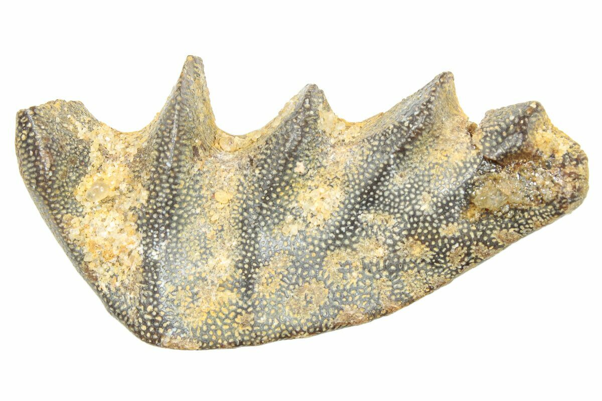 1.4" Cretaceous Lungfish (Ceratodus) Tooth Plate - Morocco (#285264 ...