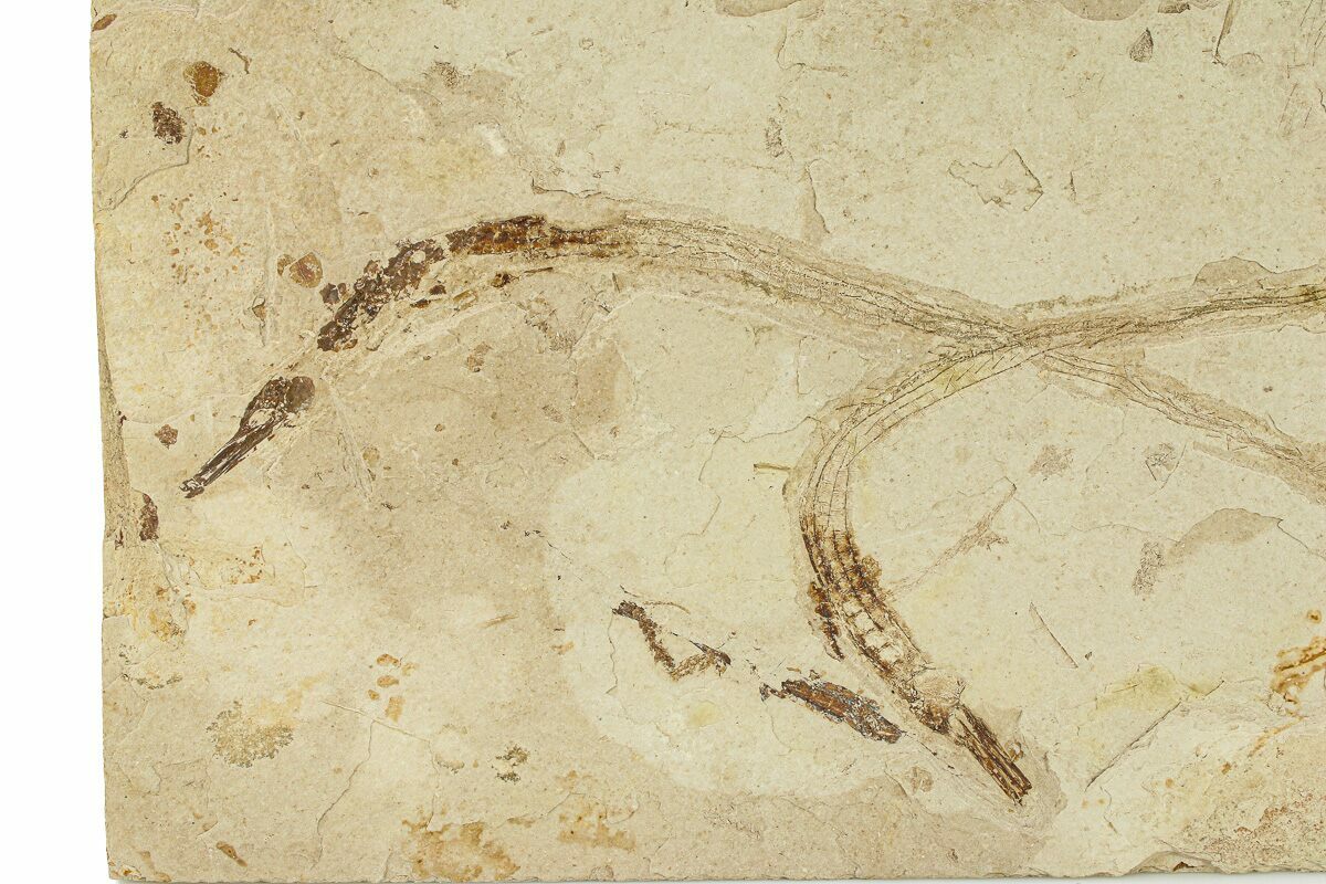 9.5" Plate of Pipefish (Syngnathus) Fossils - California (#285877) For ...